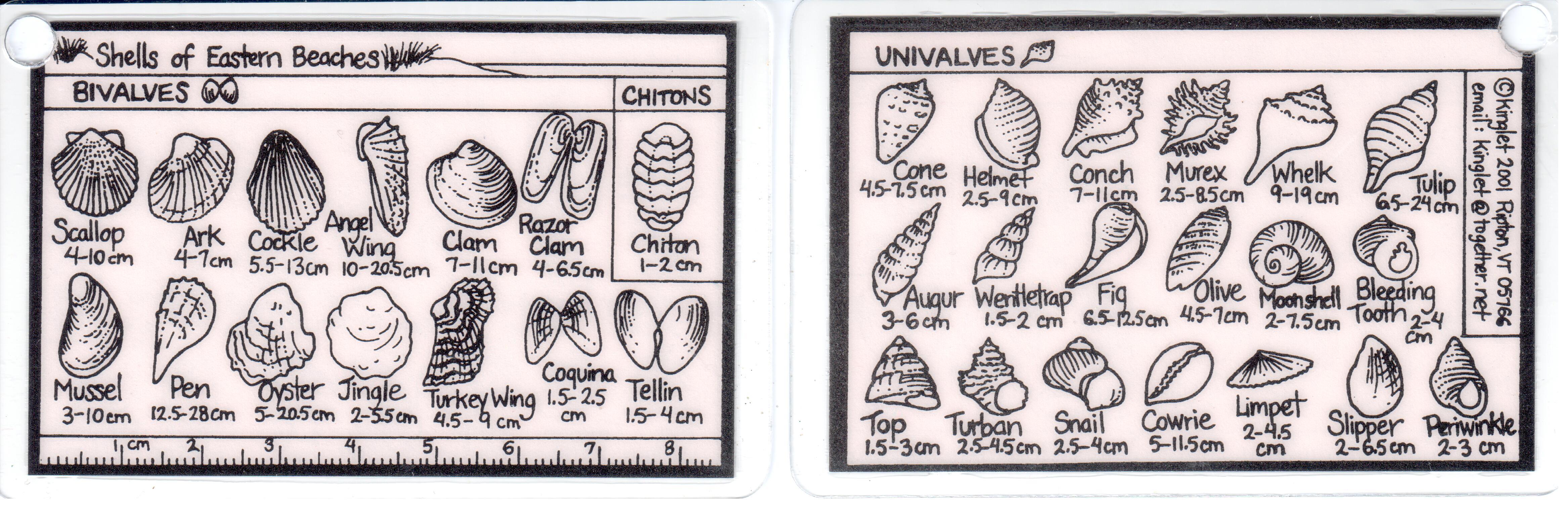 Maine Guide Supply - ID card Shells of Eastern Beaches
